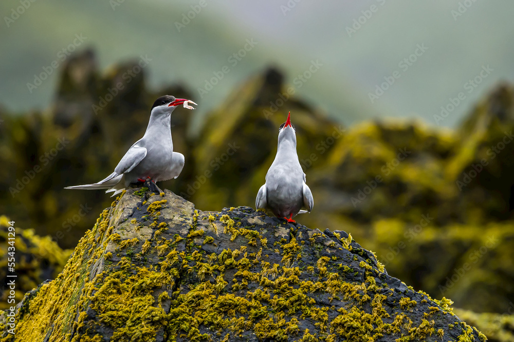 Antarctic Tern courtship display with fish near Elsehul Bay in South ...