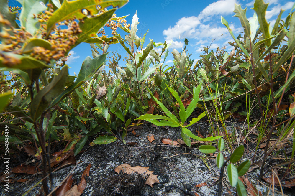 Dwarf live oak plants (Quercus minima), one of the dominant woody ...