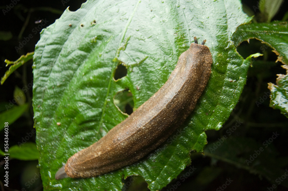 Giant slug on a plant leaf at Reserva Las Gralarias, a cloud forest ...