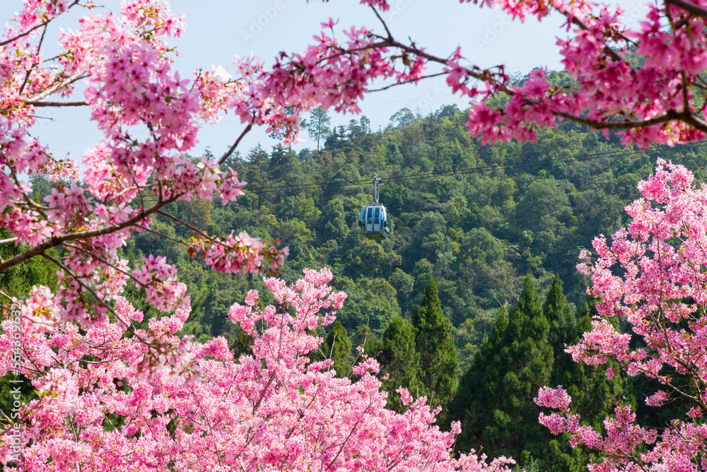 Take a cable car to see cherry blossoms in Formosan Aboriginal Culture ...