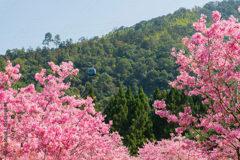 Take a cable car to see cherry blossoms in Formosan Aboriginal Culture ...