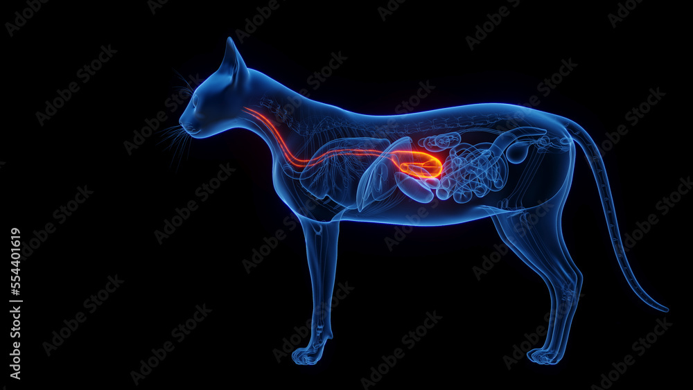 3D medical illustration of the stomach and esophagus of a cat ...