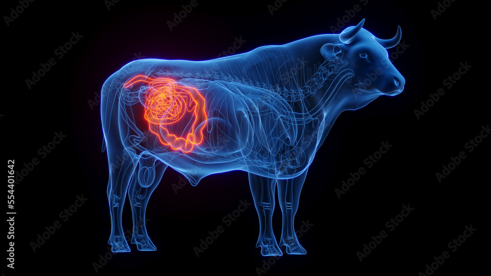 3D medical illustration of a cow's intestines Stock Illustration ...