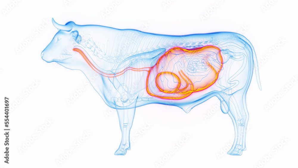 3D medical illustration of a cow's stomach and esophagus Stock ...