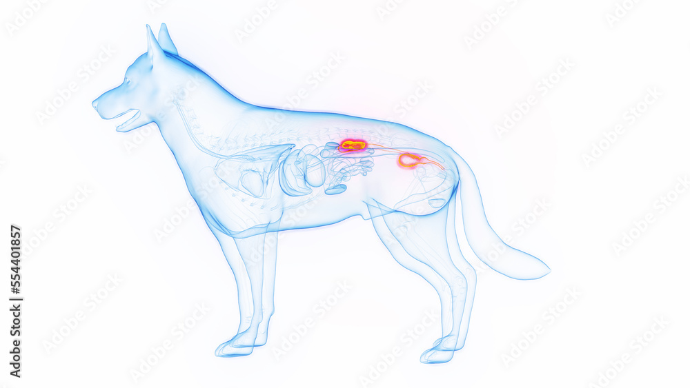 3D medical illustration of a dog's urinary system Stock Illustration ...