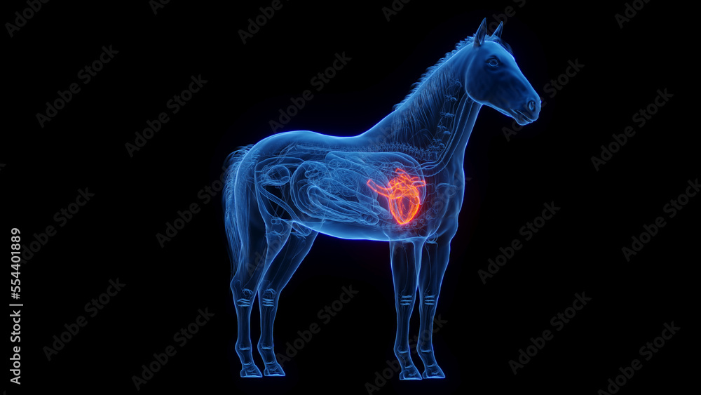 3D medical illustration of a horse's heart Stock Illustration | Adobe Stock