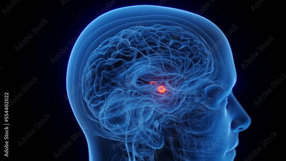 3D medical illustration of a man's amygdala Stock Illustration | Adobe ...