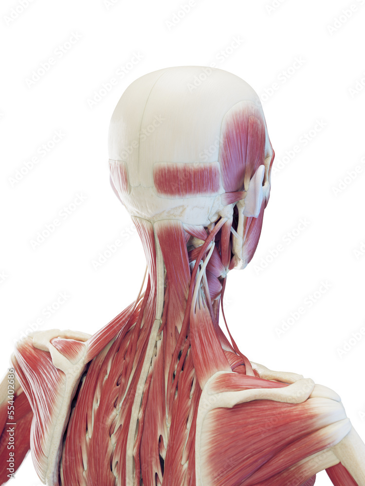 3d medical illustration of man's deep neck muscles Stock Illustration ...