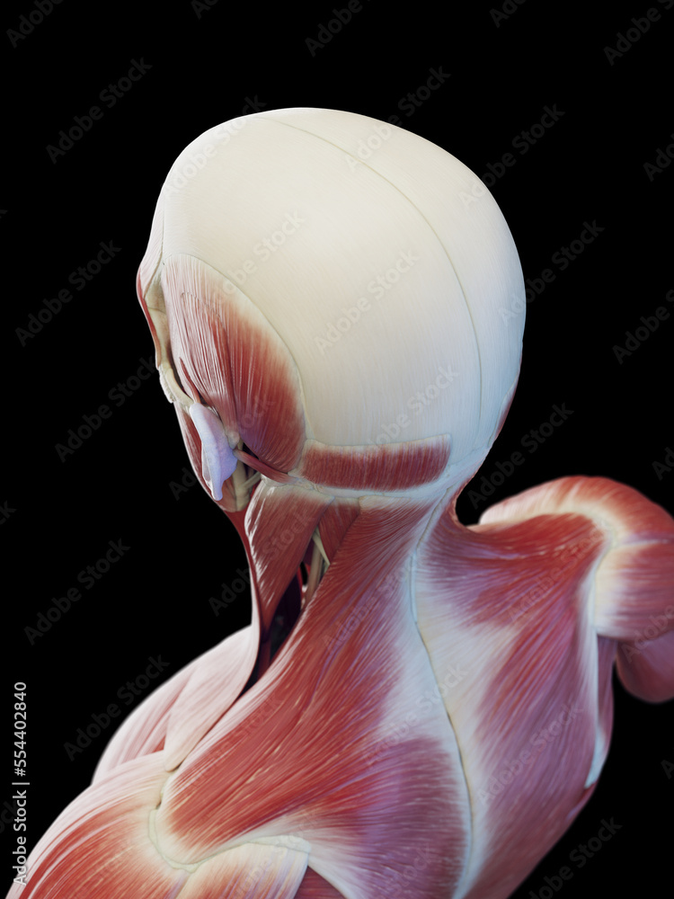 3d medical illustration of a man's head and upper back muscles Stock ...