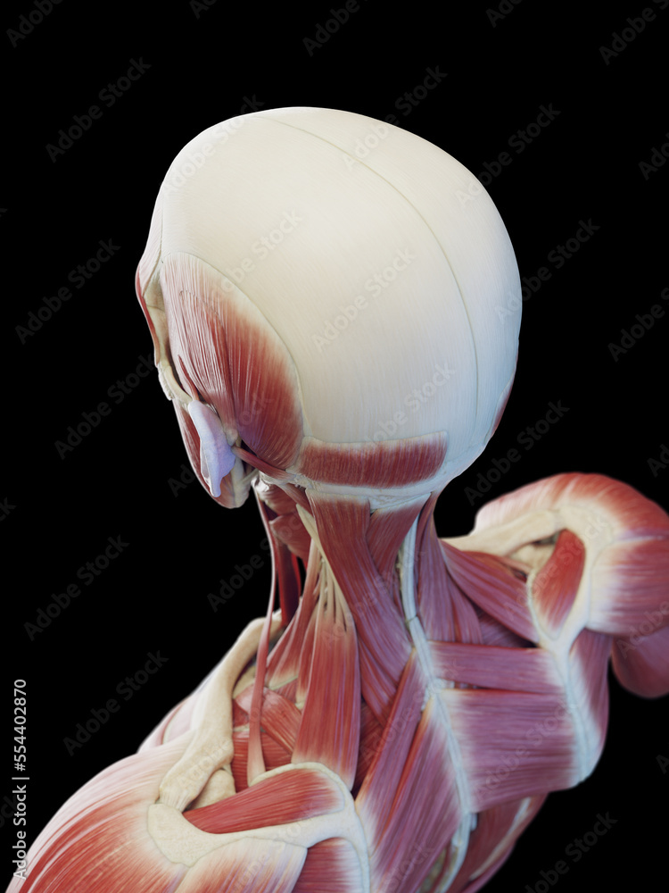 3d medical illustration of superficial neck muscles Stock Illustration ...