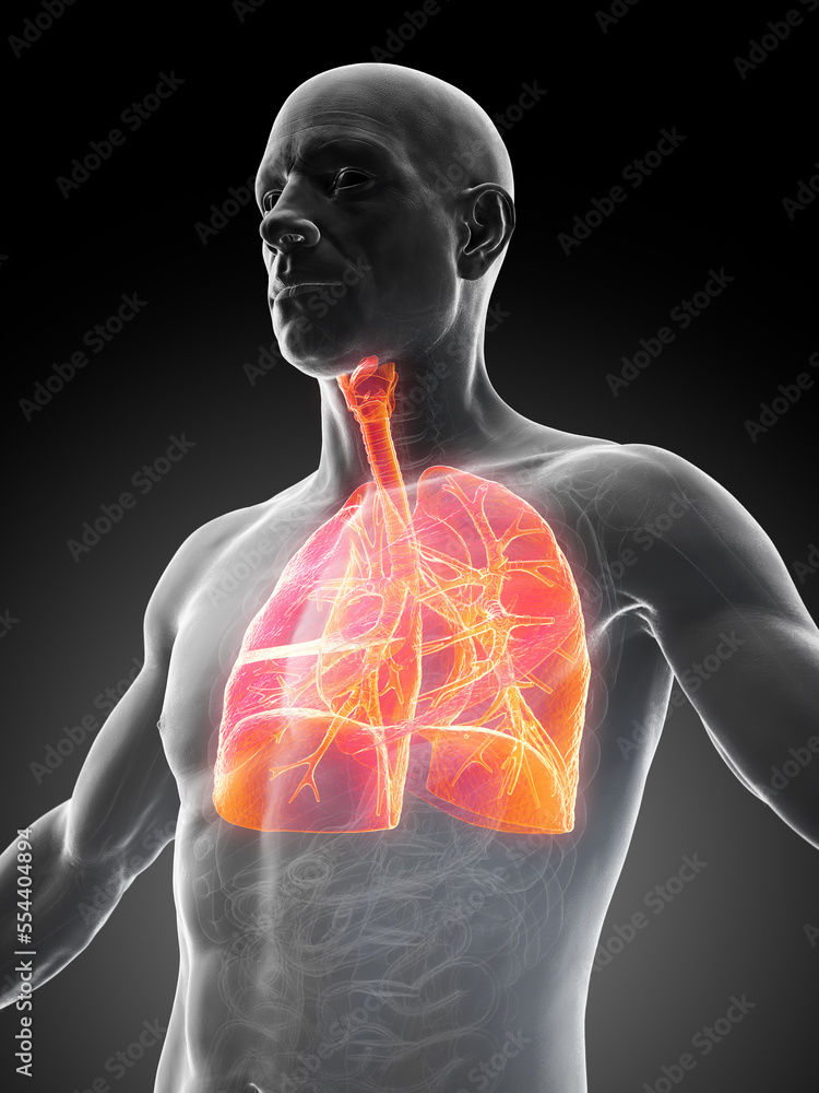 3d medical illustration of a man's airway Stock Illustration | Adobe Stock