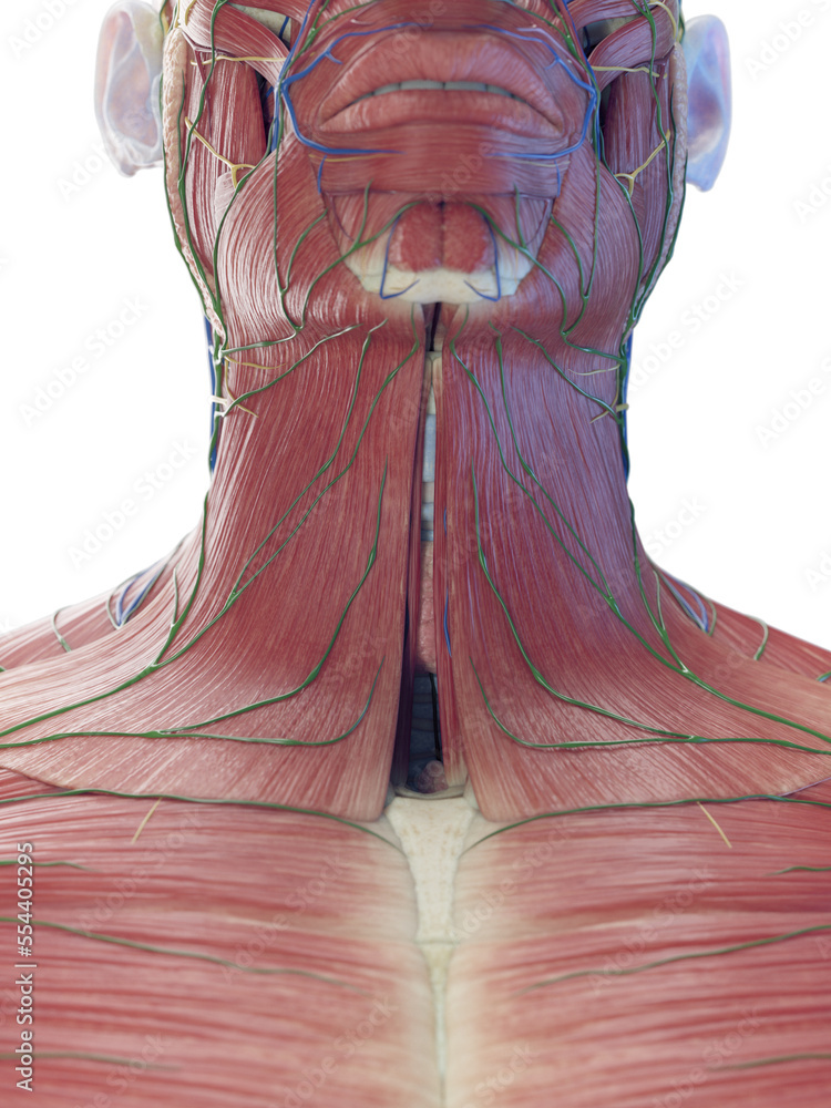 3d medical illustration of a man's superficial neck muscles Stock ...
