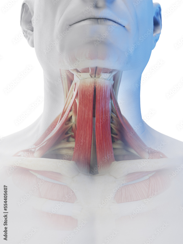 3d medical illustration of a man's deep neck muscles Stock Illustration ...