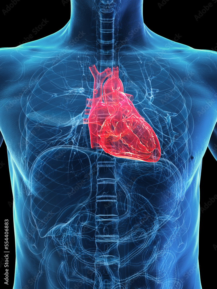 3d medical illustration of a man's heart Stock Illustration | Adobe Stock