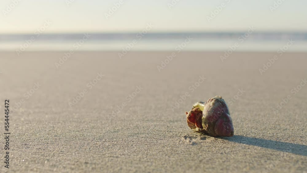 Background, beach and crab in shell on sand on mockup in sunshine ...