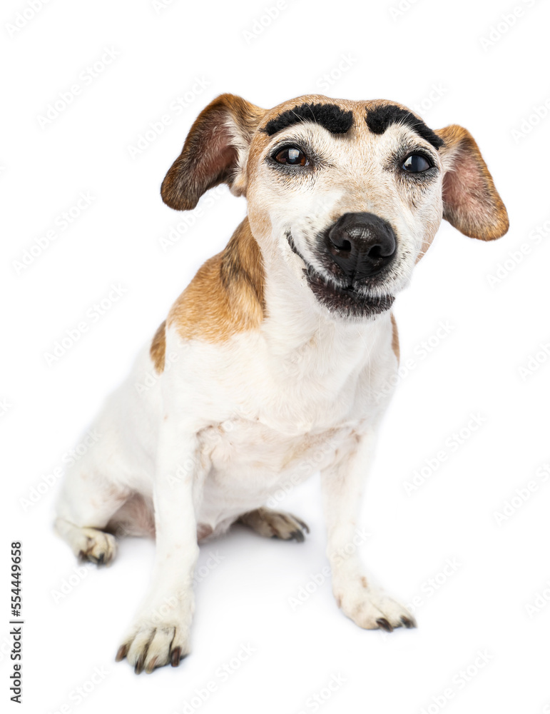Silly skeptical cunning dog face stares at you attentively. Big joking black eyebrows. Smiling ...