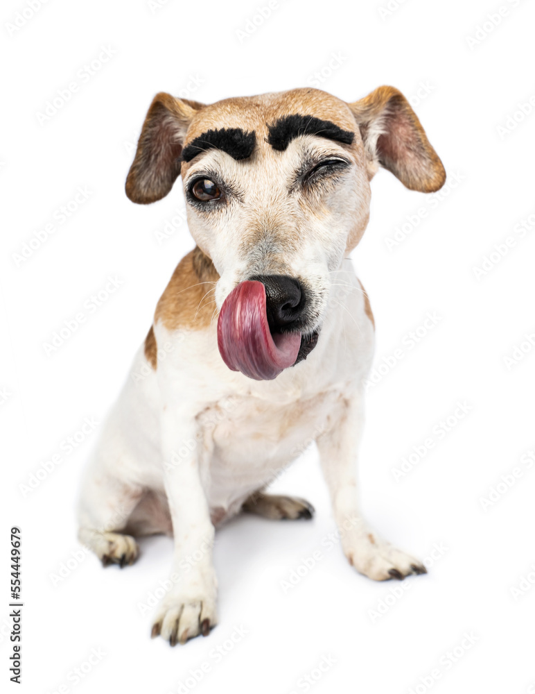Big black eyebrows funny licking small dog sitting on white background ...