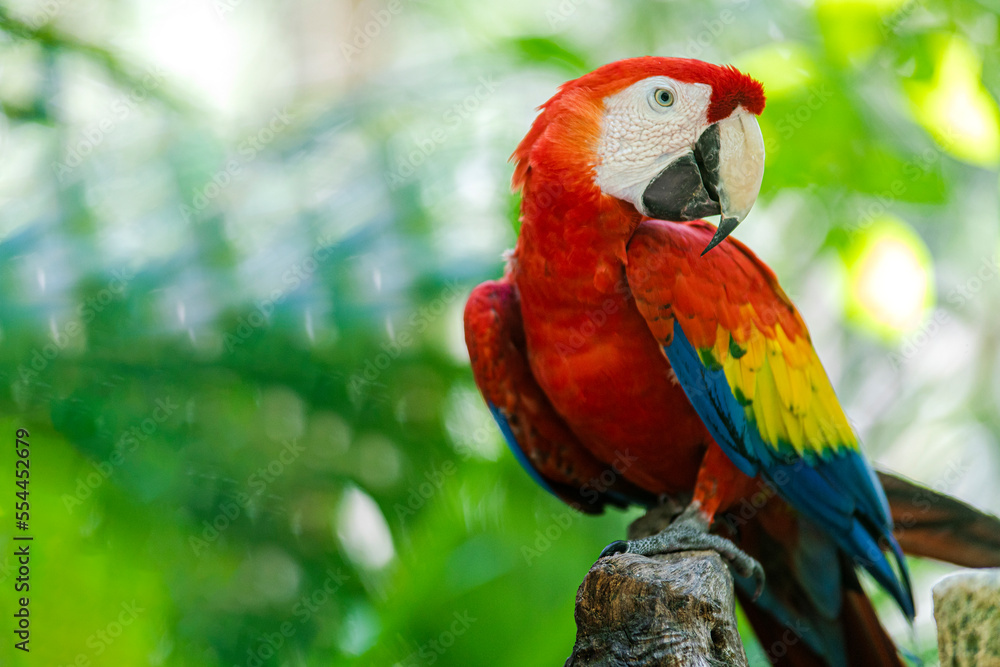 Red macaw specimen posing, also known as red parrot belonging to the ...
