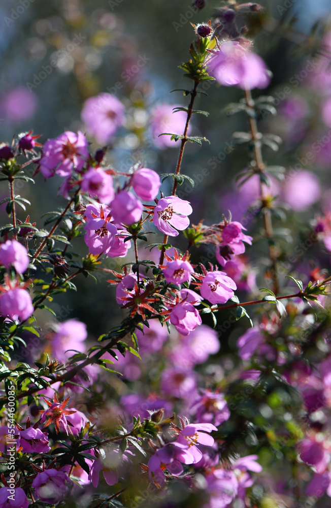 Pink flowers of the Australian native River Rose, Bauera rubioides ...