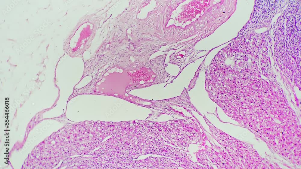 Human ovary in section filmed under microscope 200x on bright field ...