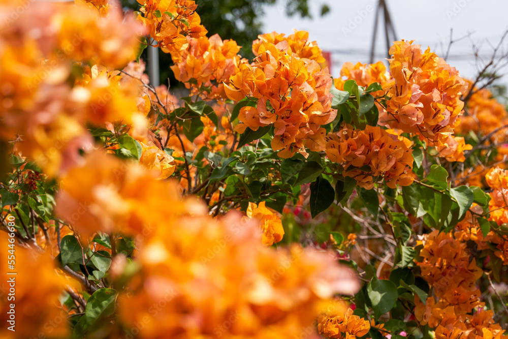 Beautiful blooming bougainvillea bougainvillea flowers of various ...