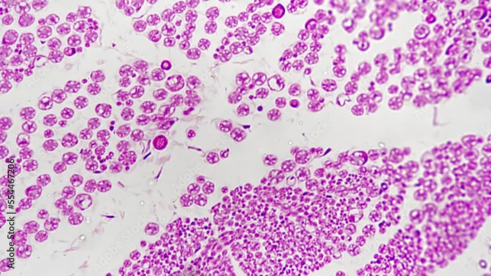 Human nervous trunk in cross section filmed in laboratory with high ...
