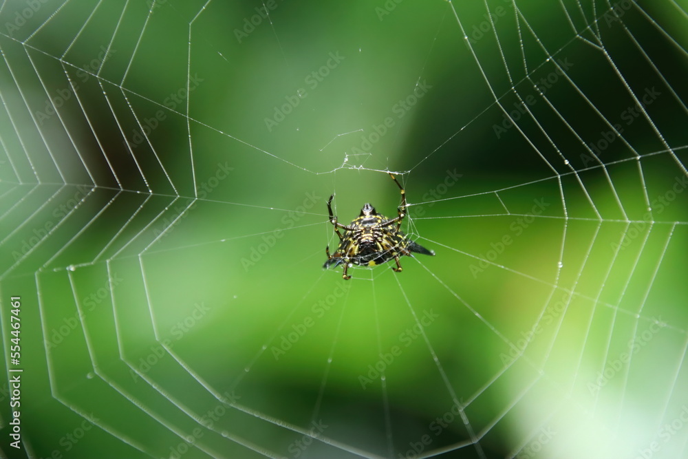 Upside Down Hasselt Spiny Spider on a web Stock Photo | Adobe Stock