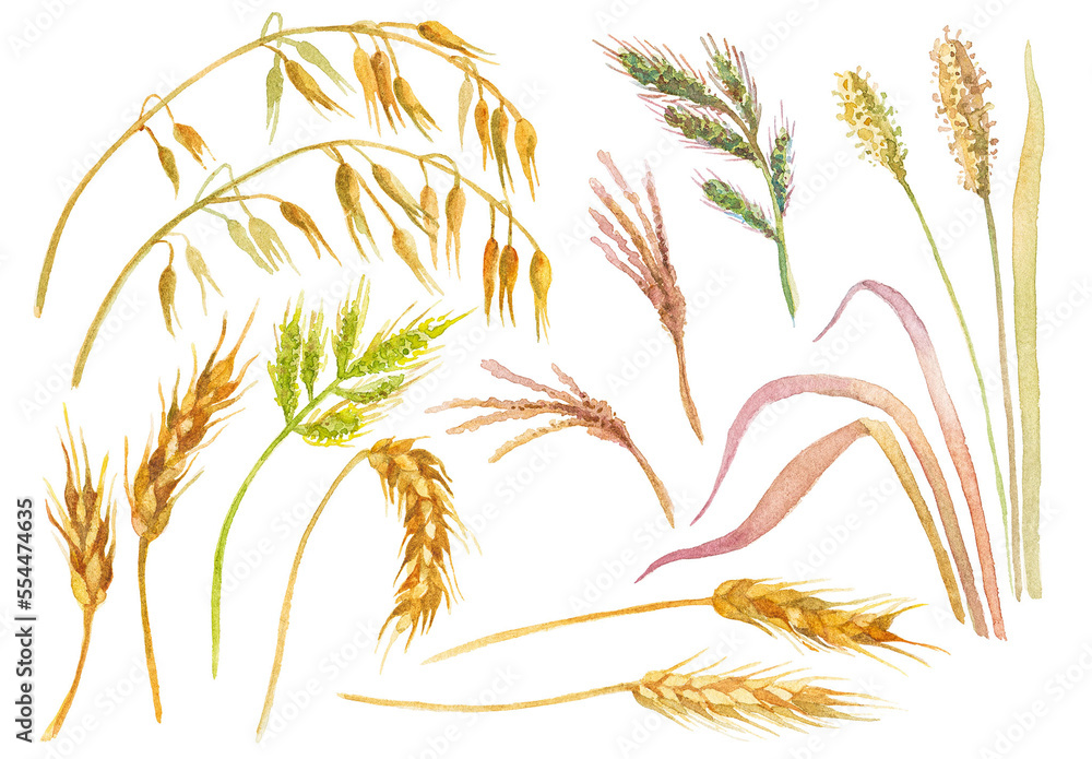 Abstract watercolor collection of autumn wheat. Hand drawn nature ...