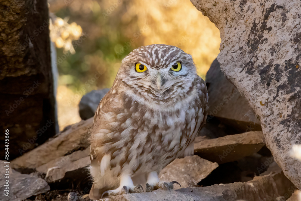 a cute little owl bir looking at you. little owl is the symbol of ...
