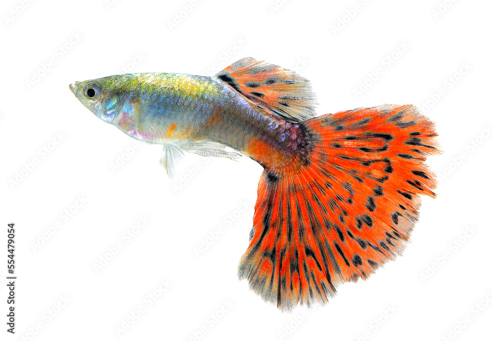 Poster Guppy fish Isolated on transparent png – Wall Art | UkPosters