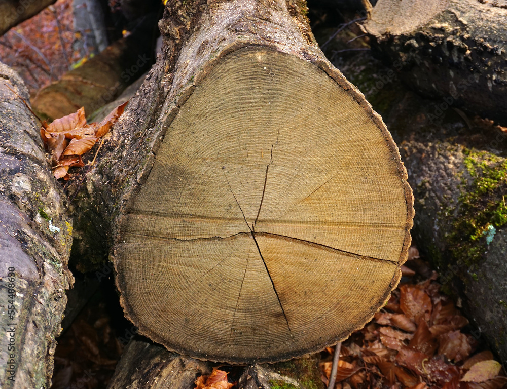 Roteiche; Quercus rubra; Red Oak; Baumscheibe, Stammquerschnitt; tree ...