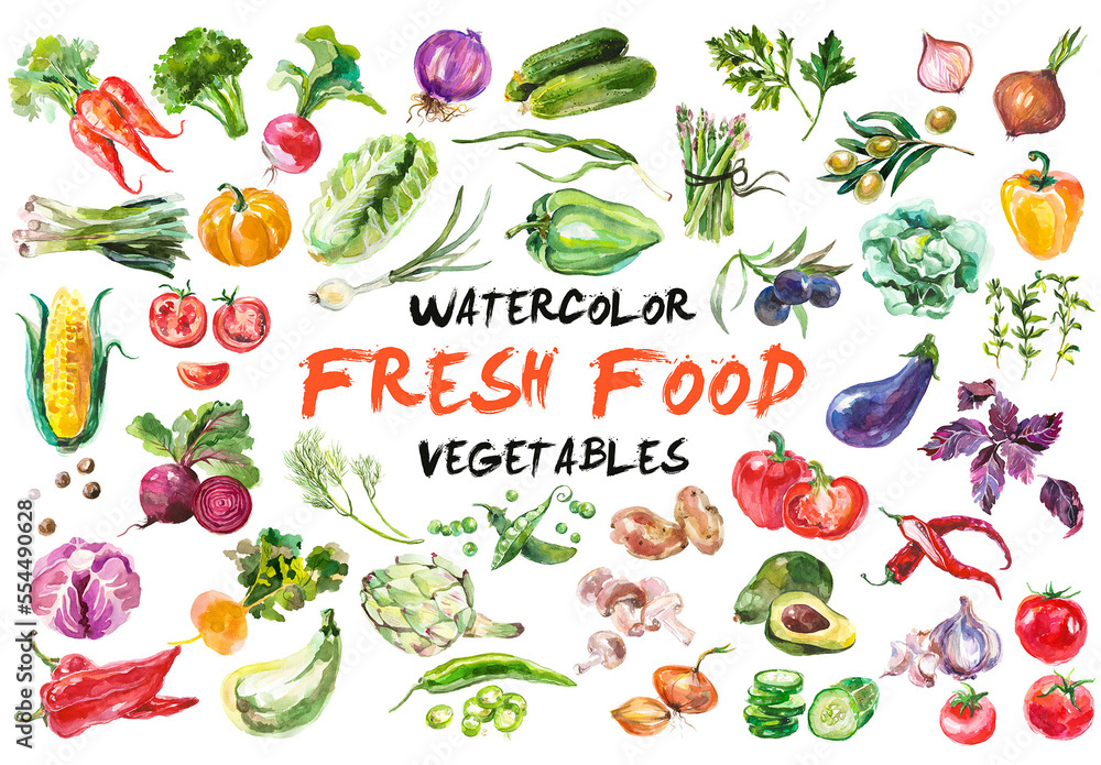 Watercolor painted collection of vegetables. Hand drawn fresh food ...