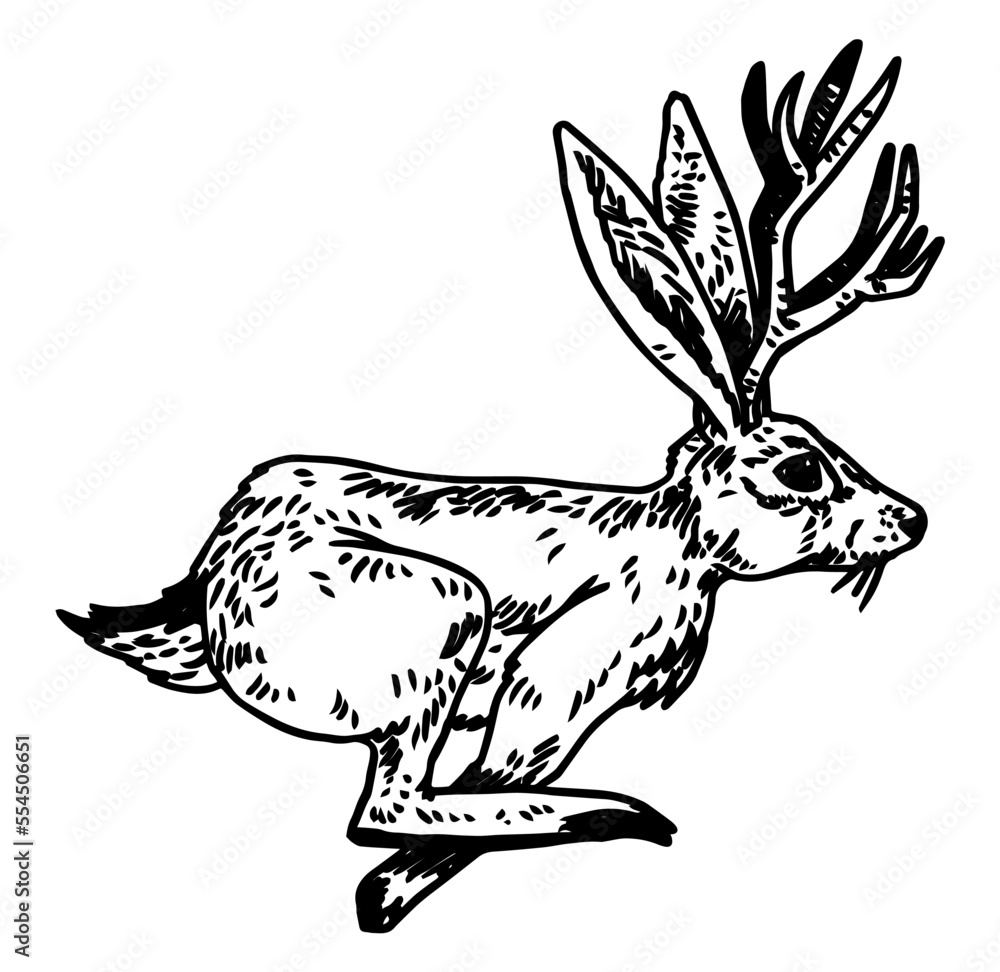 Jackalope vector illustration Stock Vector | Adobe Stock