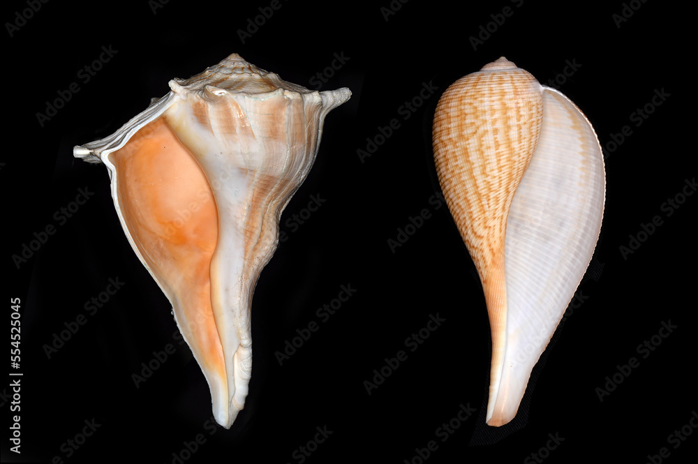 Snail chirality: sinistral and dextral gastropoda marine species. Stock ...