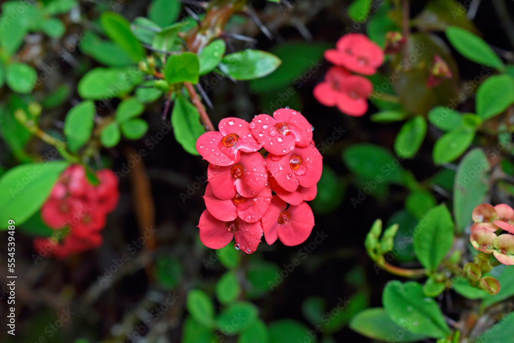 Red Crown of Thorns or Christ Thorn flowers (Euphorbia Milli) on garden ...