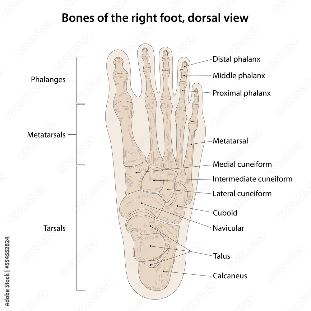 Photo & Art Print Bones of the right foot, dorsal view, A Step