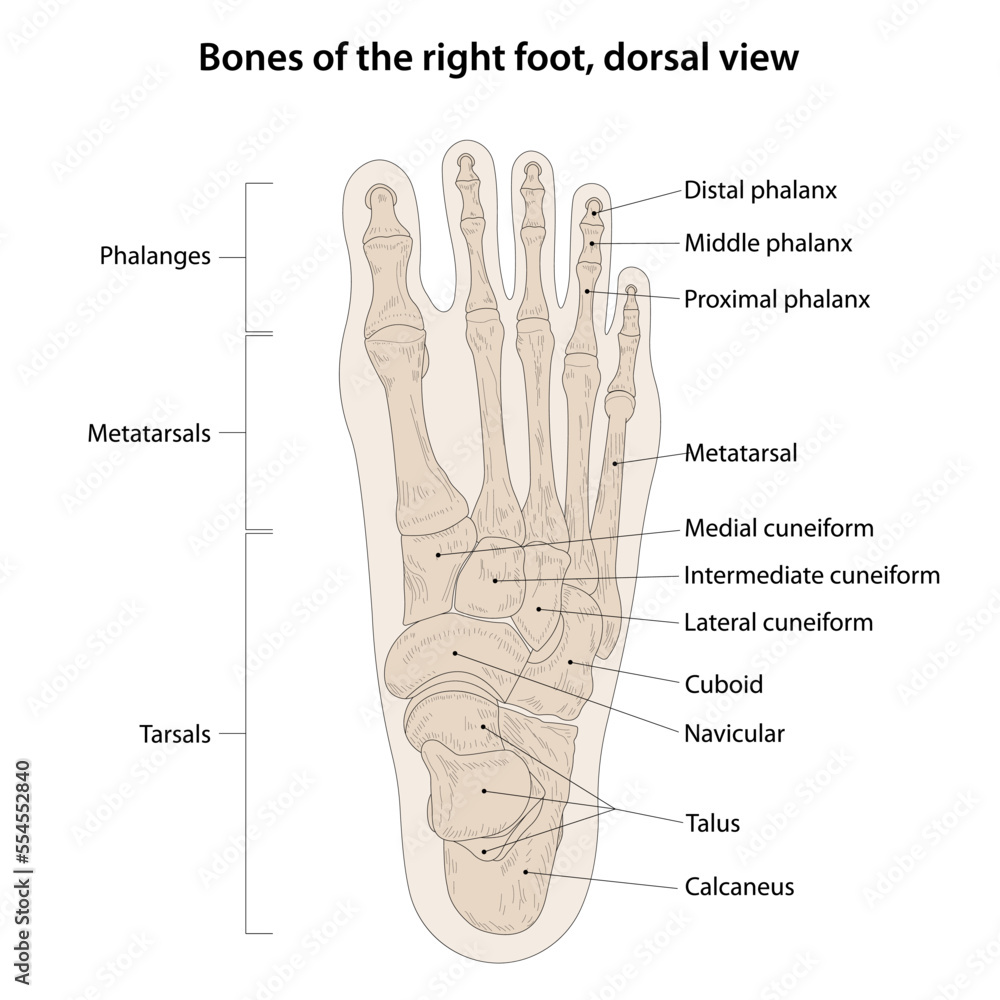 Bones of the right foot, dorsal view Stock Vector | Adobe Stock