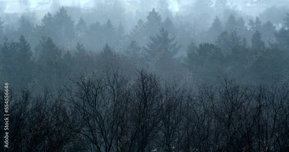 Trees shaking in heavy winds with heavy snow fall. Layers of lines of ...