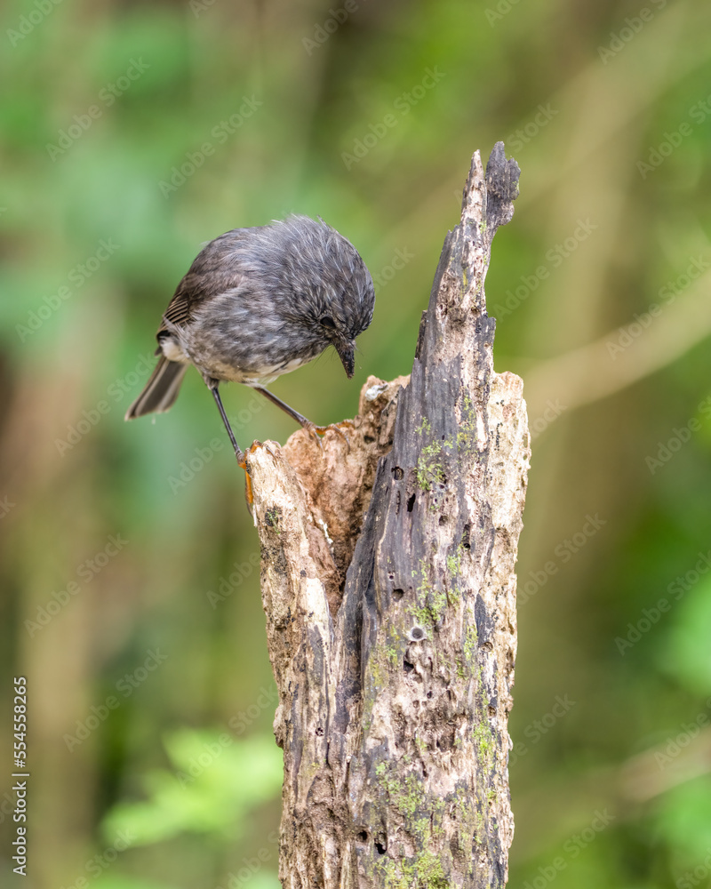 North Island Robin in New Zealand also known as a Toutouwai bird ...