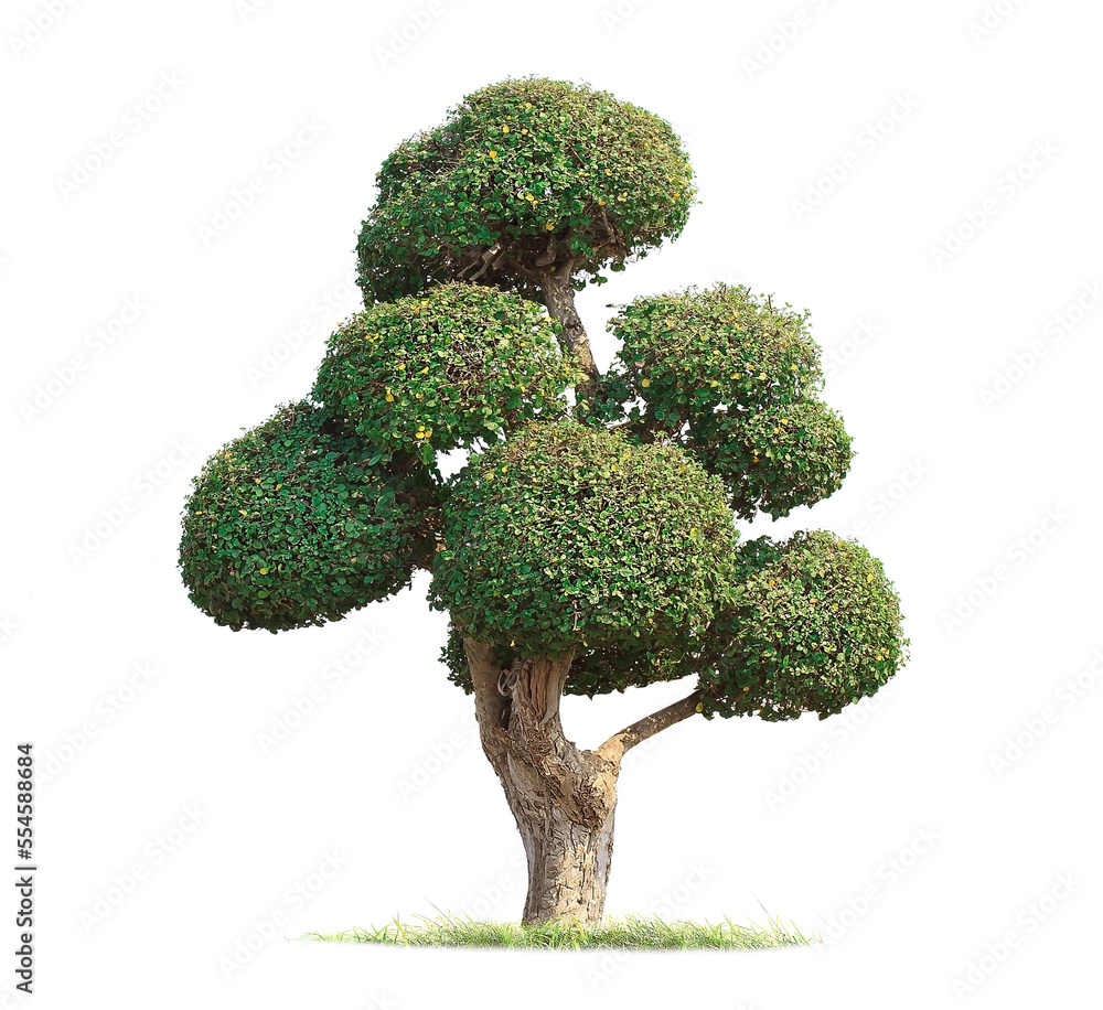 Foto de Tako trees bending.Isolated tree on white background ,bending ...