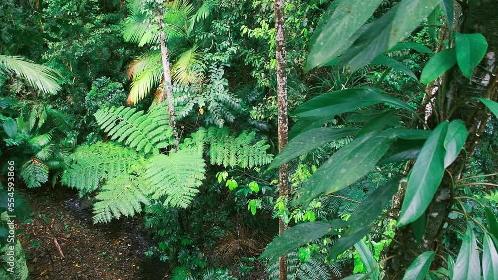 A footage of beautiful Daintree rainforest and native plants ...