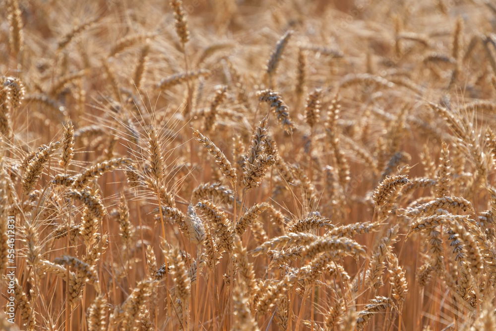 Anbau von Getreide / Hartweizen (Lat.: Triticum durum Desf.) auf einem ...