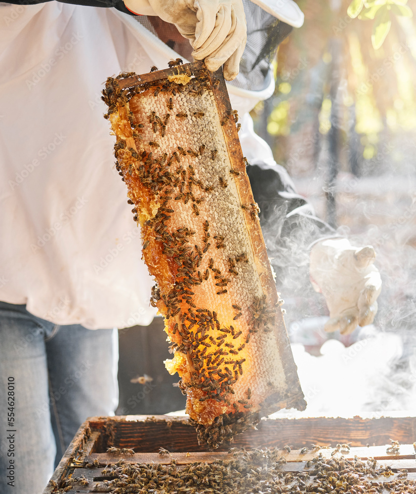 Bees, nature and hands with honey for beekeeping hobby, sustainable ...