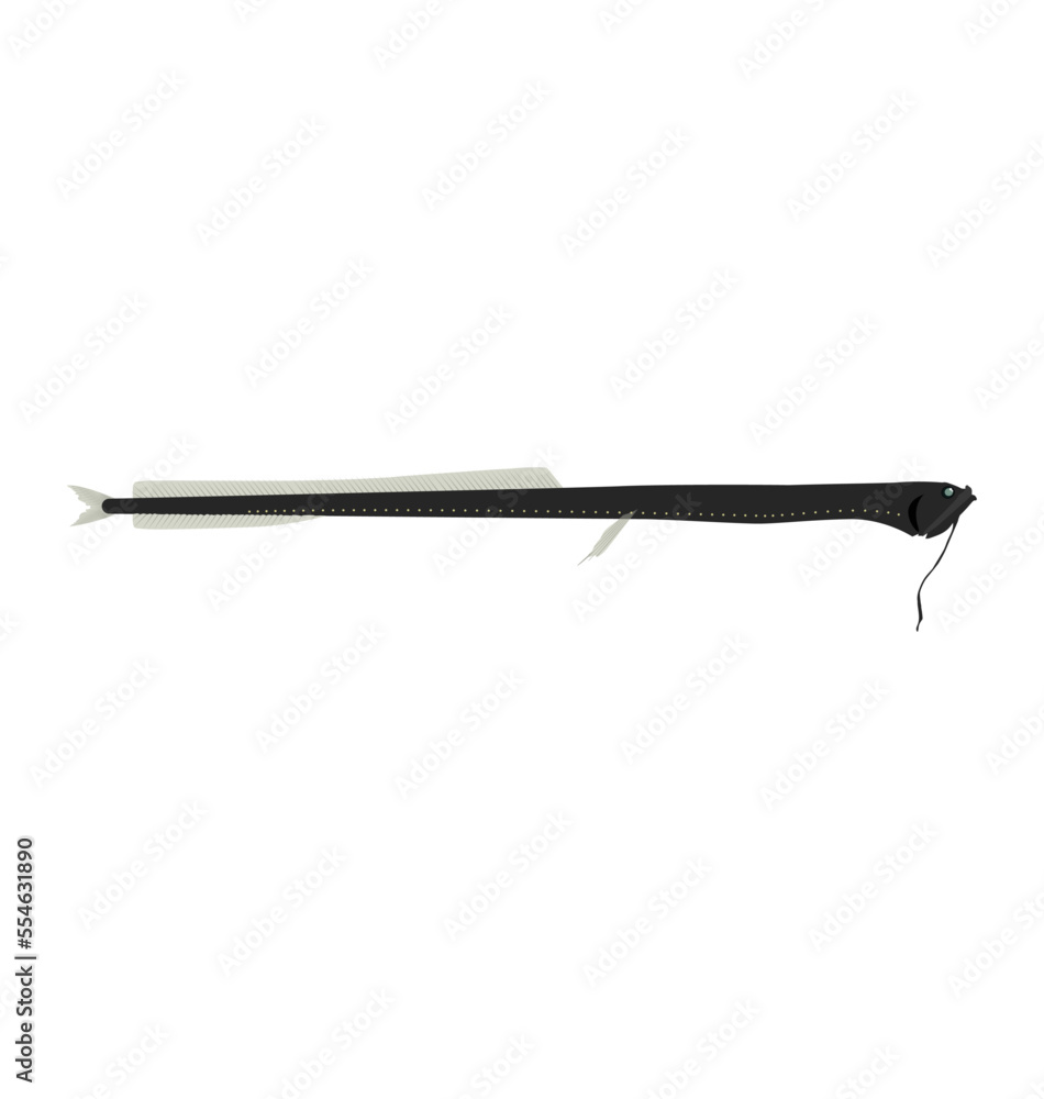 Female Black dragonfish -seen in Side view - Flat vector Stock Vector ...