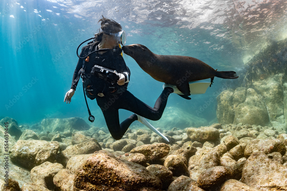 Sea Lion Diving