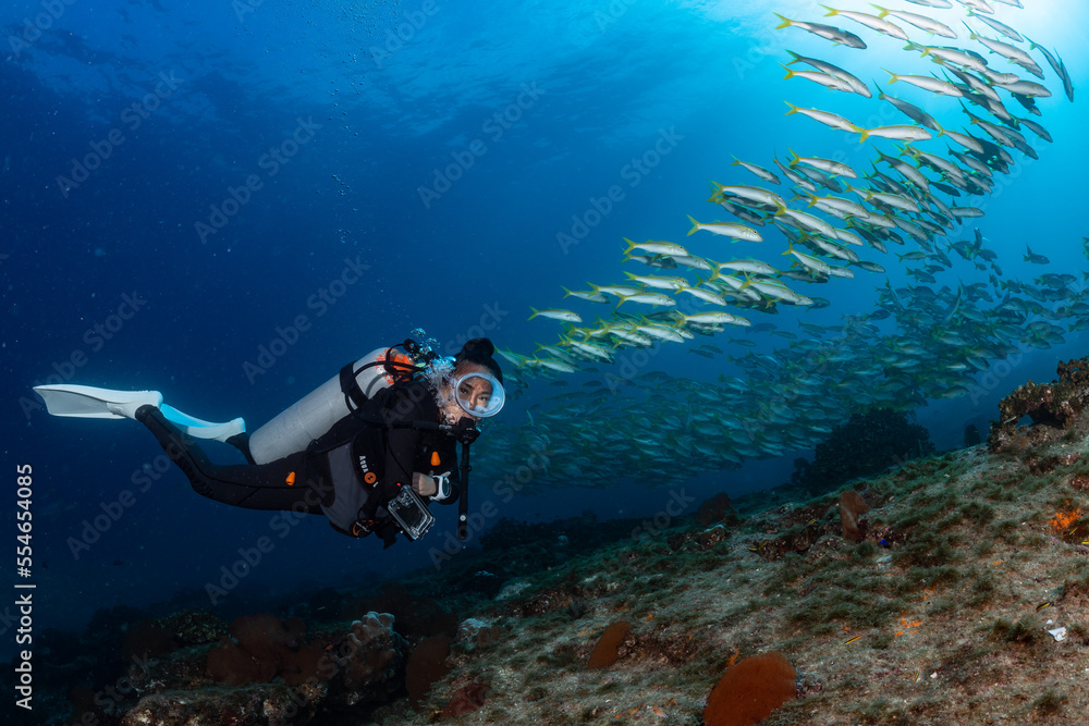 school of Amarillo Snapper Lutjanus argentiventris, Cabo Pulmo, Baja ...