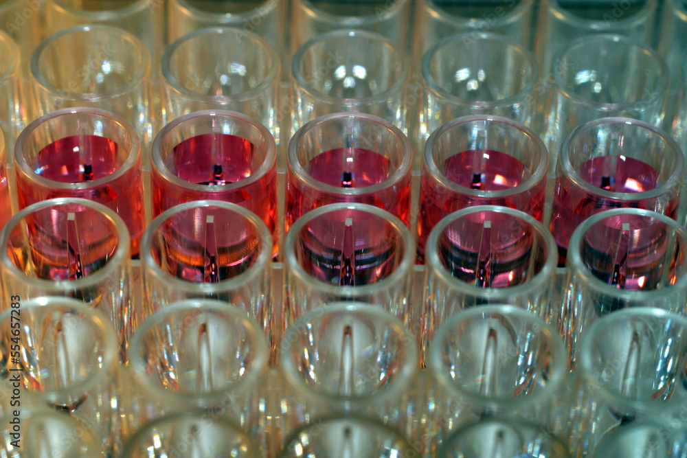 96 well plate with culture medium containing phenol red pH indicator ...