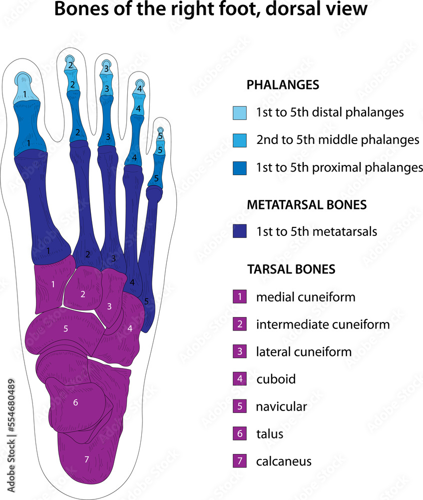 Bones of the right foot, dorsal view Stock Illustration | Adobe Stock