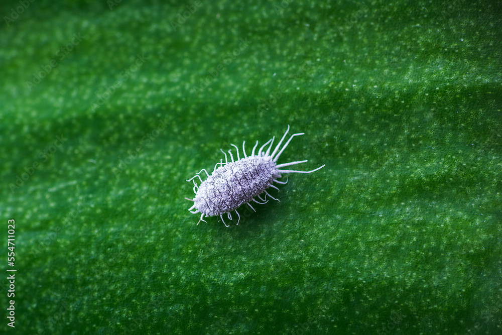 Mealybug, planococcus citrus, dangerous pest on orchid leaf. Macro ...