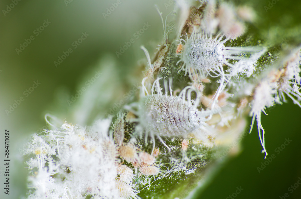 Mealybug, planococcus citrus, dangerous pest on orchid. Macro photo of ...